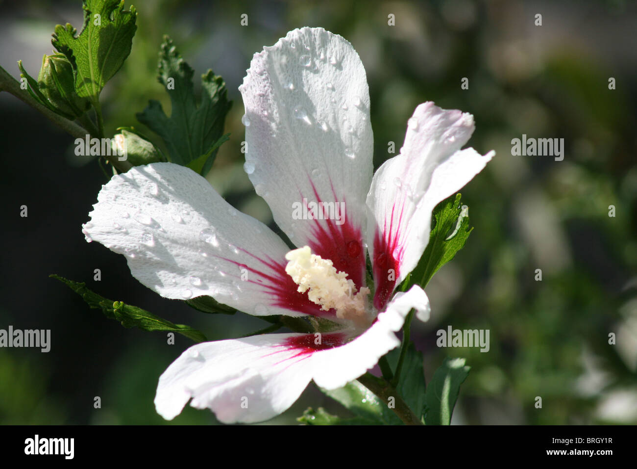 Eye catching flower design hi-res stock photography and images - Alamy