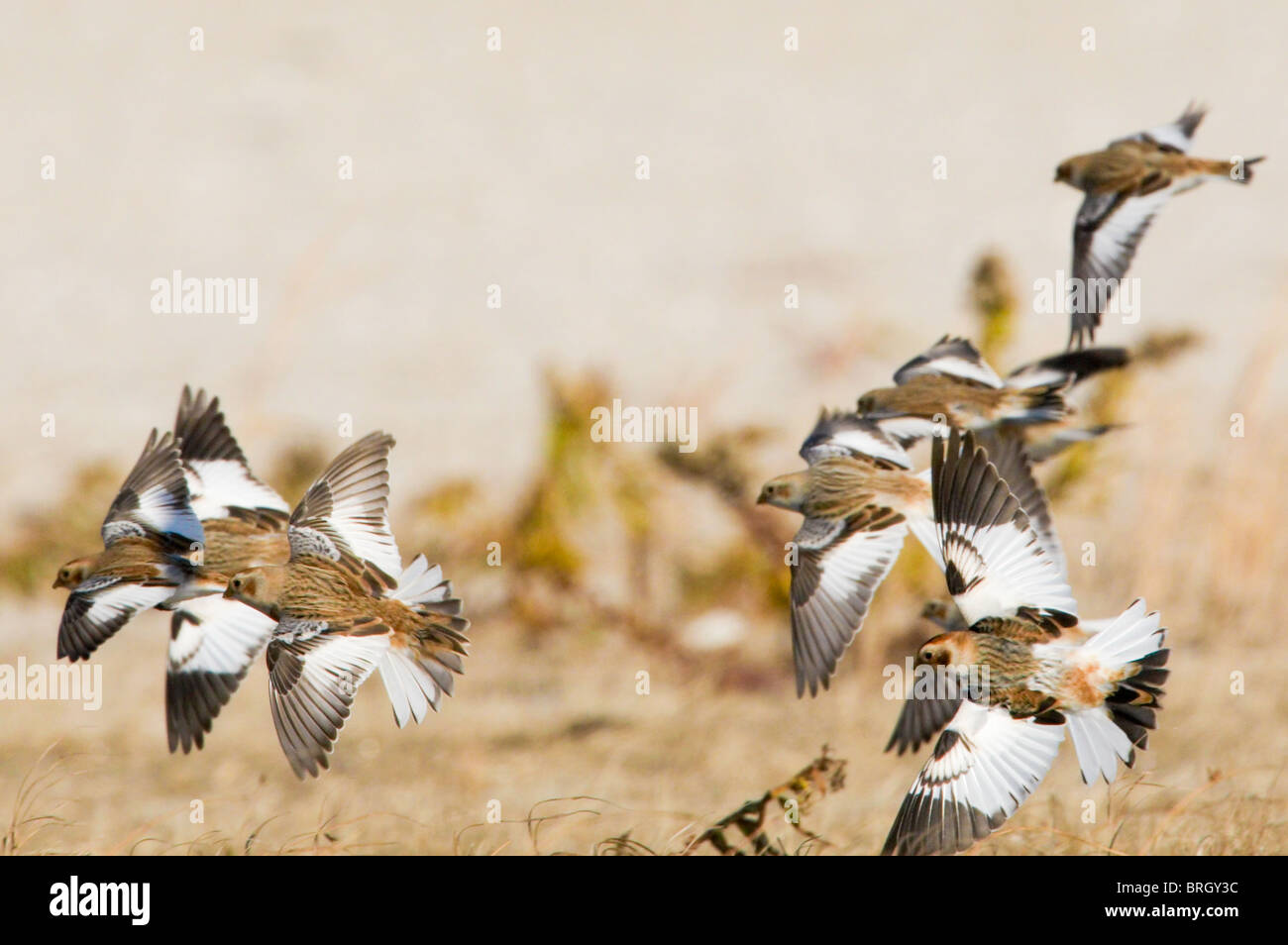 Flock of Snow Bunting Taking Flight Stock Photo - Alamy