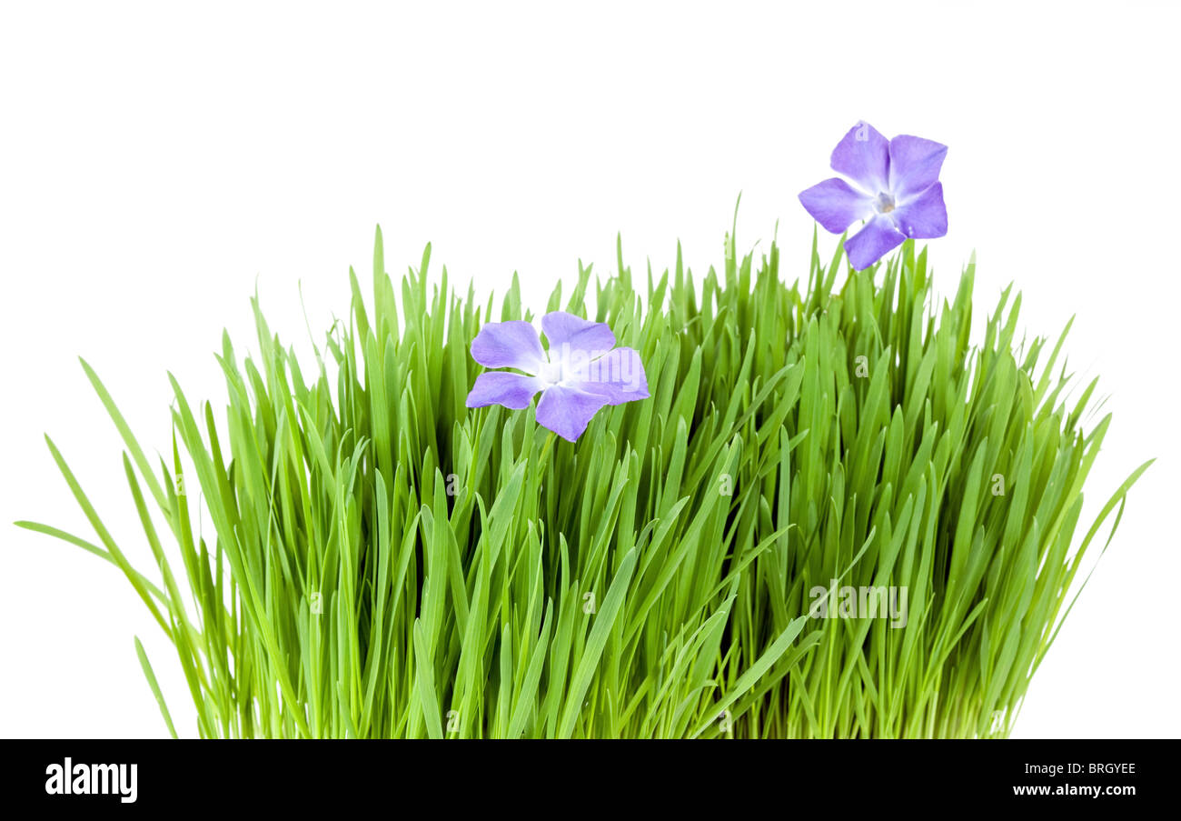 Periwinkle hi-res stock photography and images - Alamy