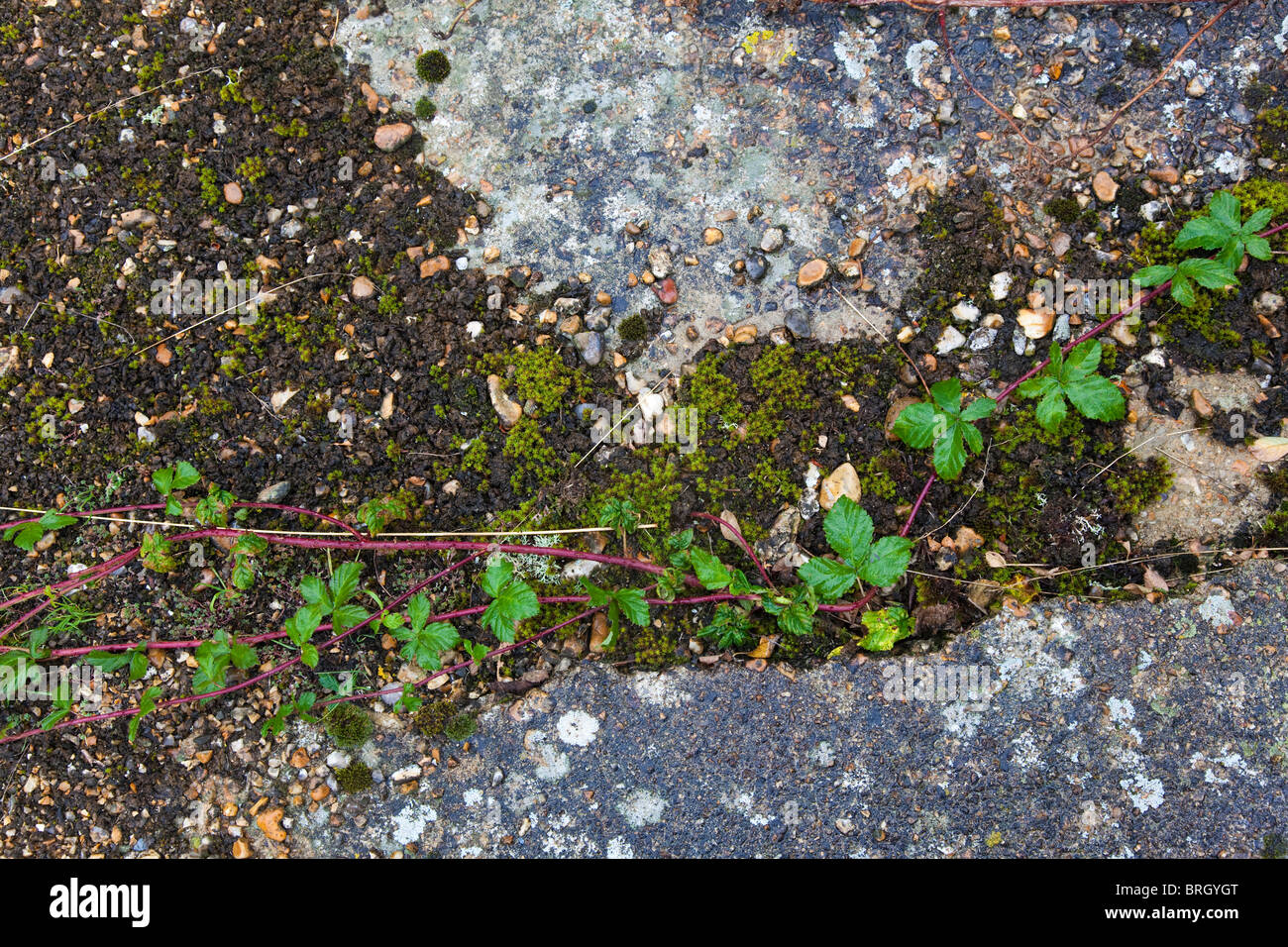 Bramble and lichen colonising an old concrete slab, Kent, UK Stock ...