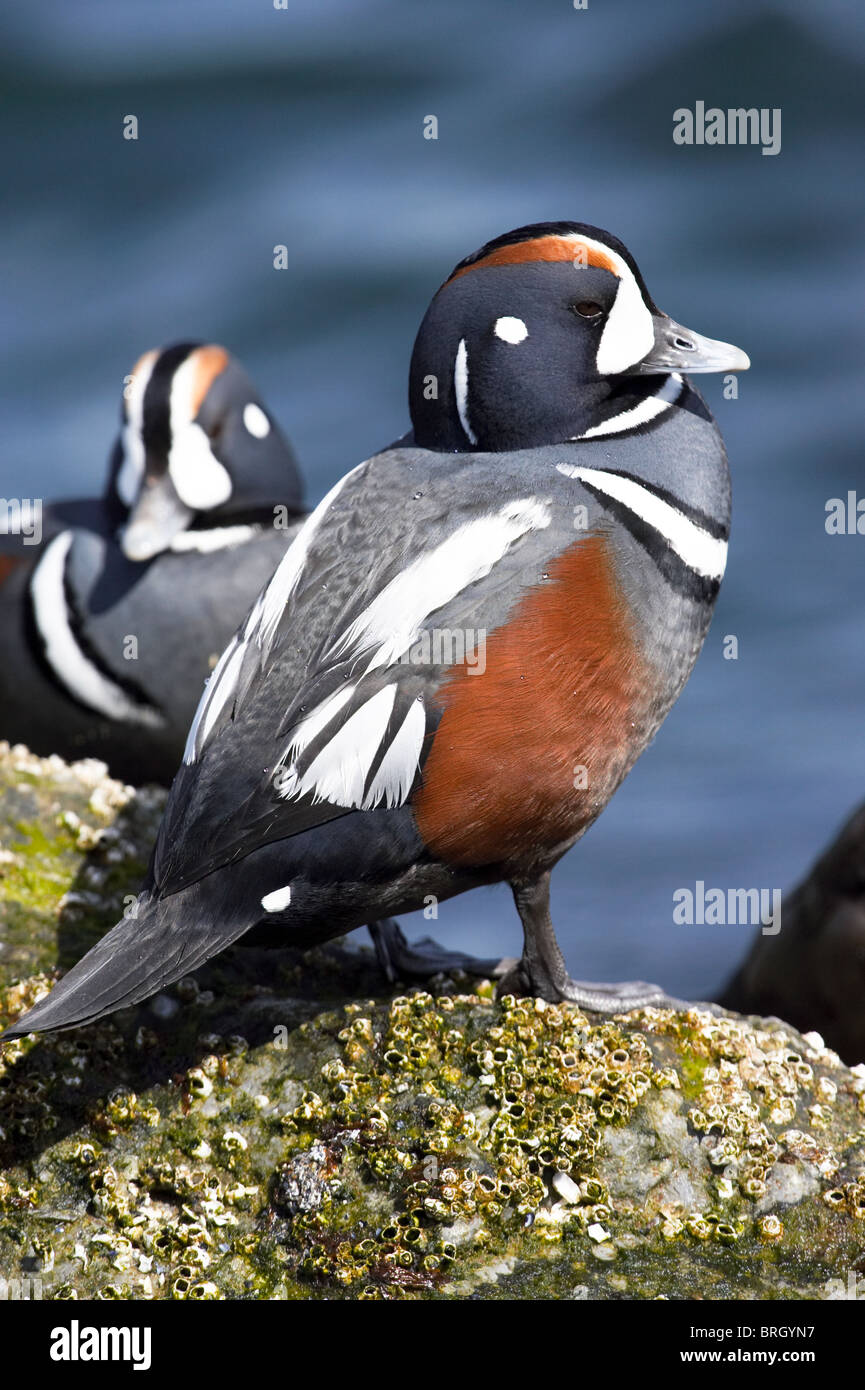 Adult Harlequin Ducks perched on rocks Stock Photo - Alamy