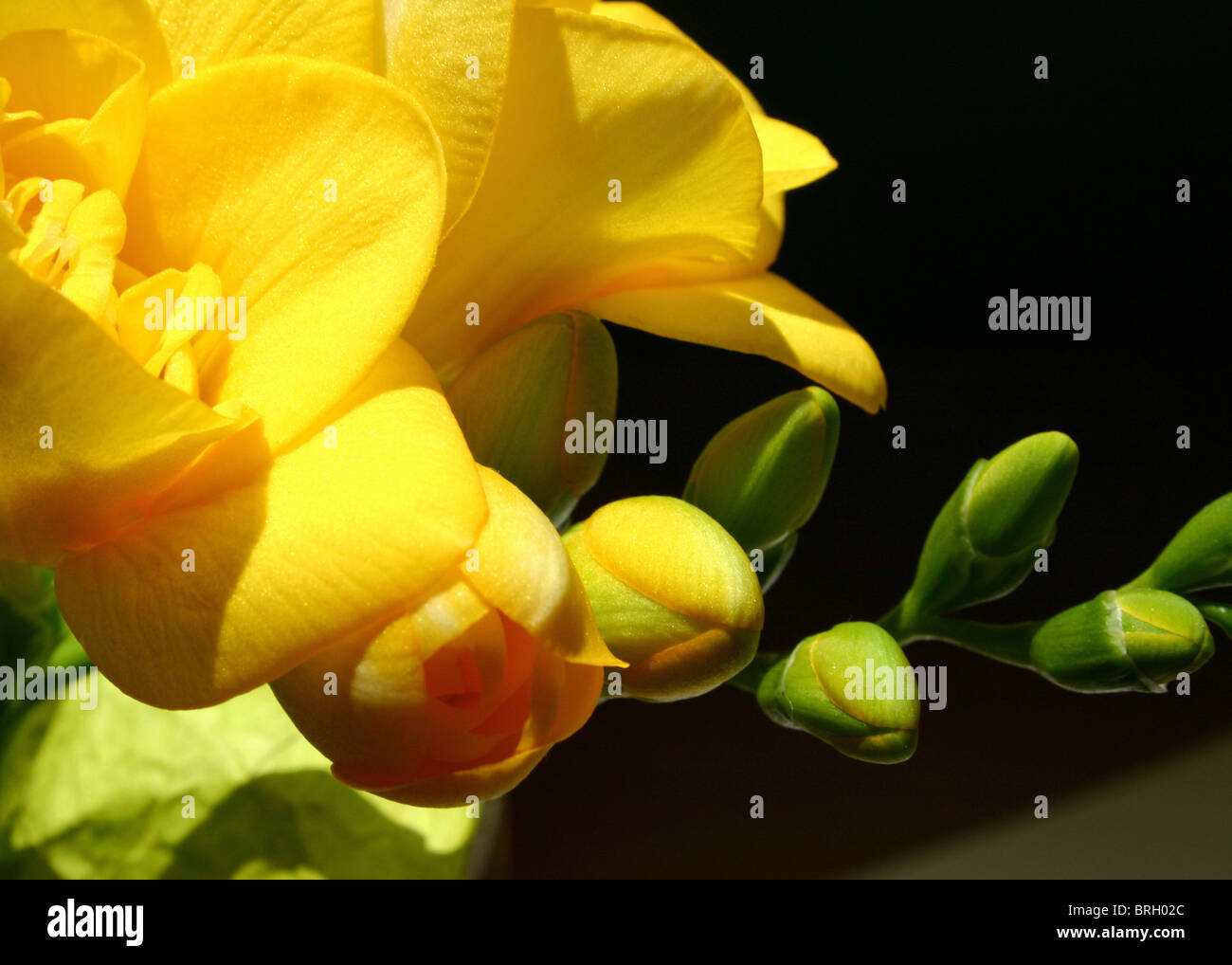 Yellow Freesia close-up Stock Photo - Alamy