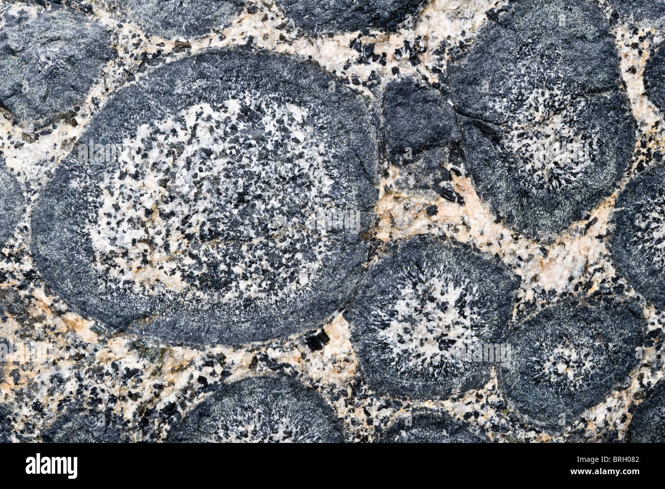 Close-up of the orbicular granite rock in Granito Orbicular Santuario ...
