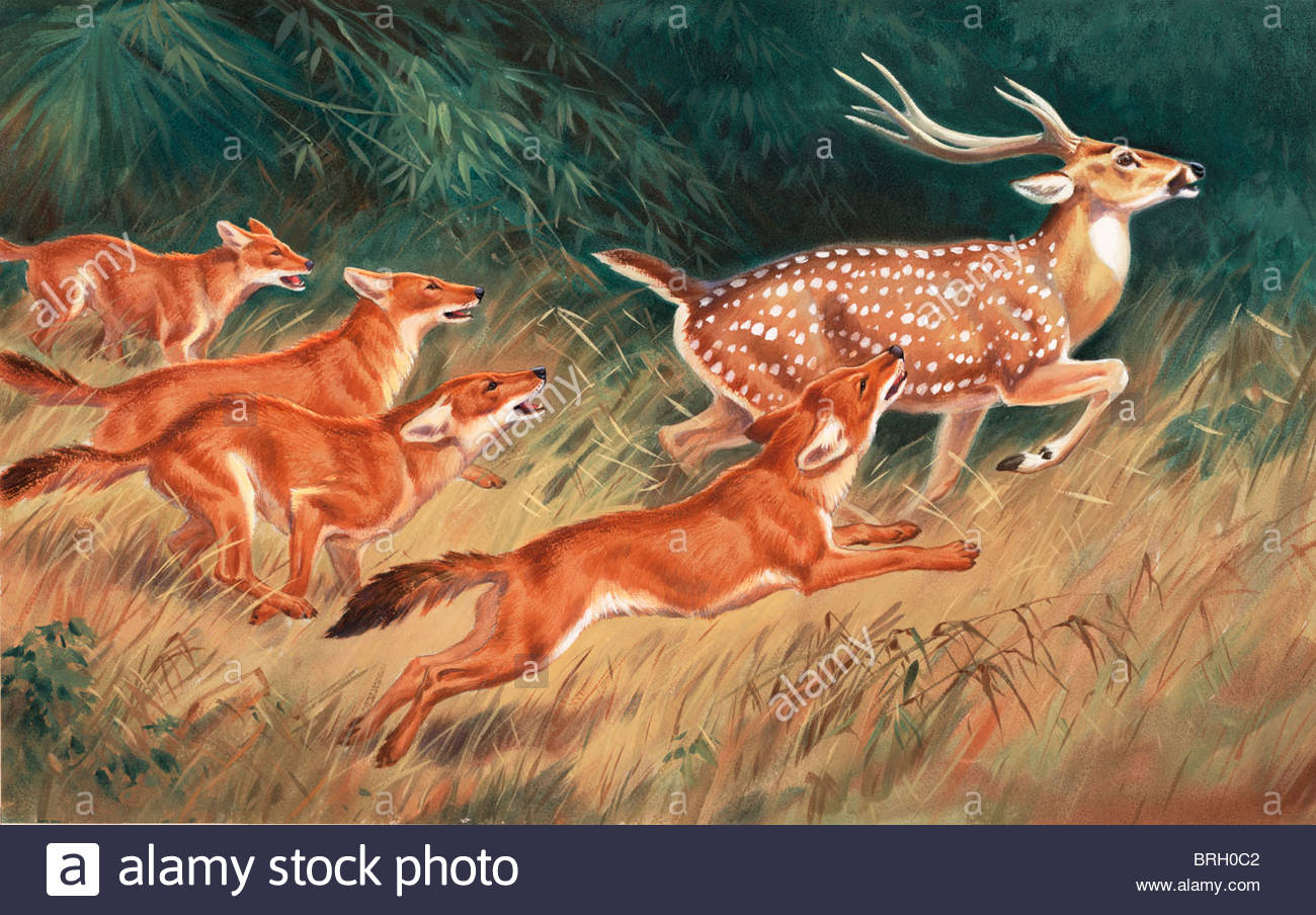 Dholes Stock Photos & Dholes Stock Images - Alamy