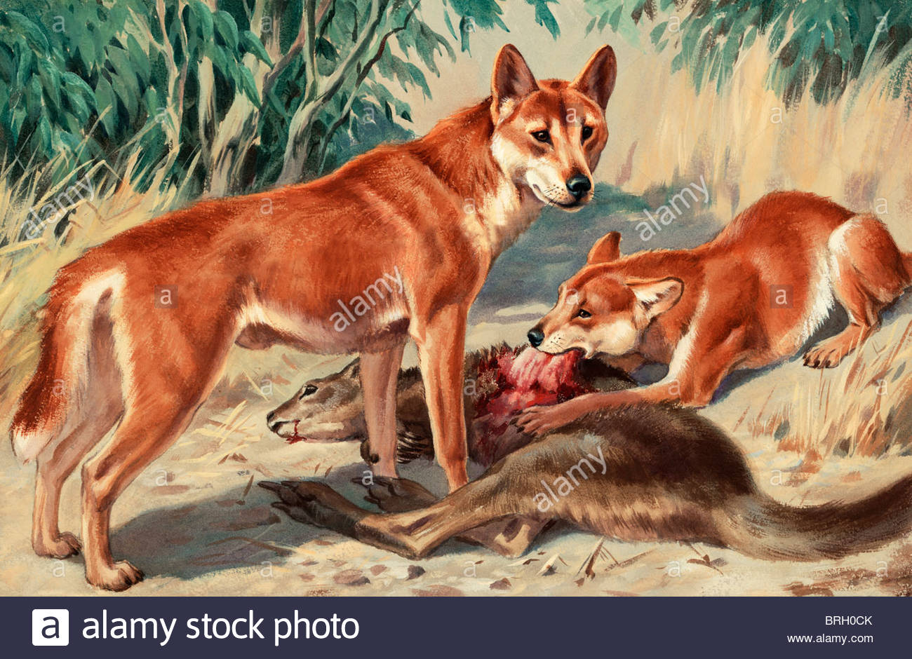 Dingo Eating Stock Photos & Dingo Eating Stock Images - Alamy