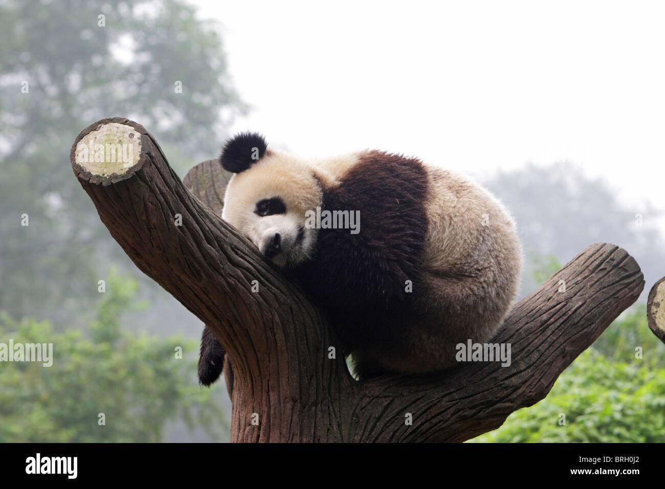 Giant Panda Ailuropoda melanoleauca lying in the bough of a tree ...