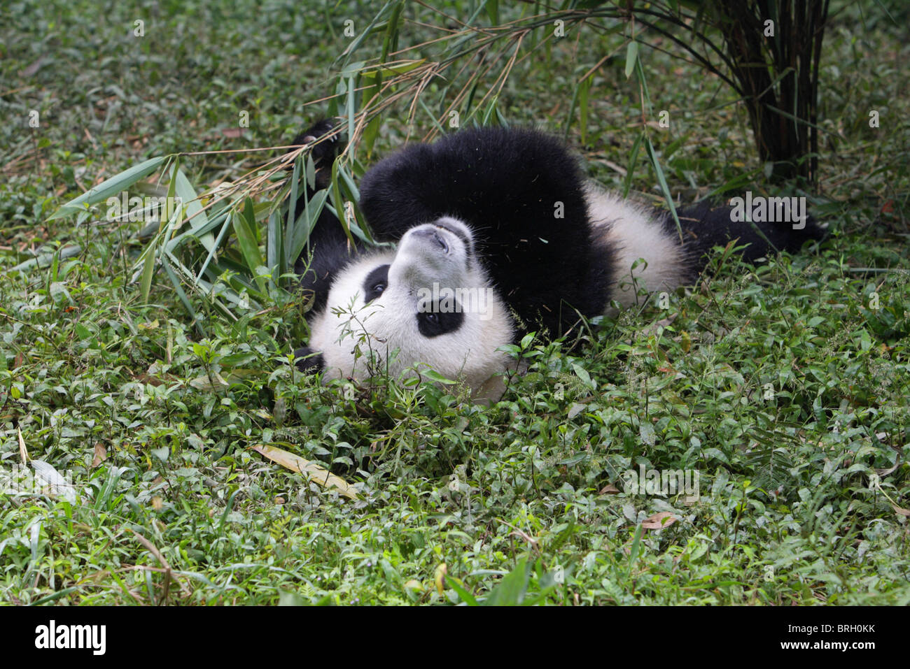 Giant Panda Ailuropoda melanoleauca young bear lying on its back eating ...