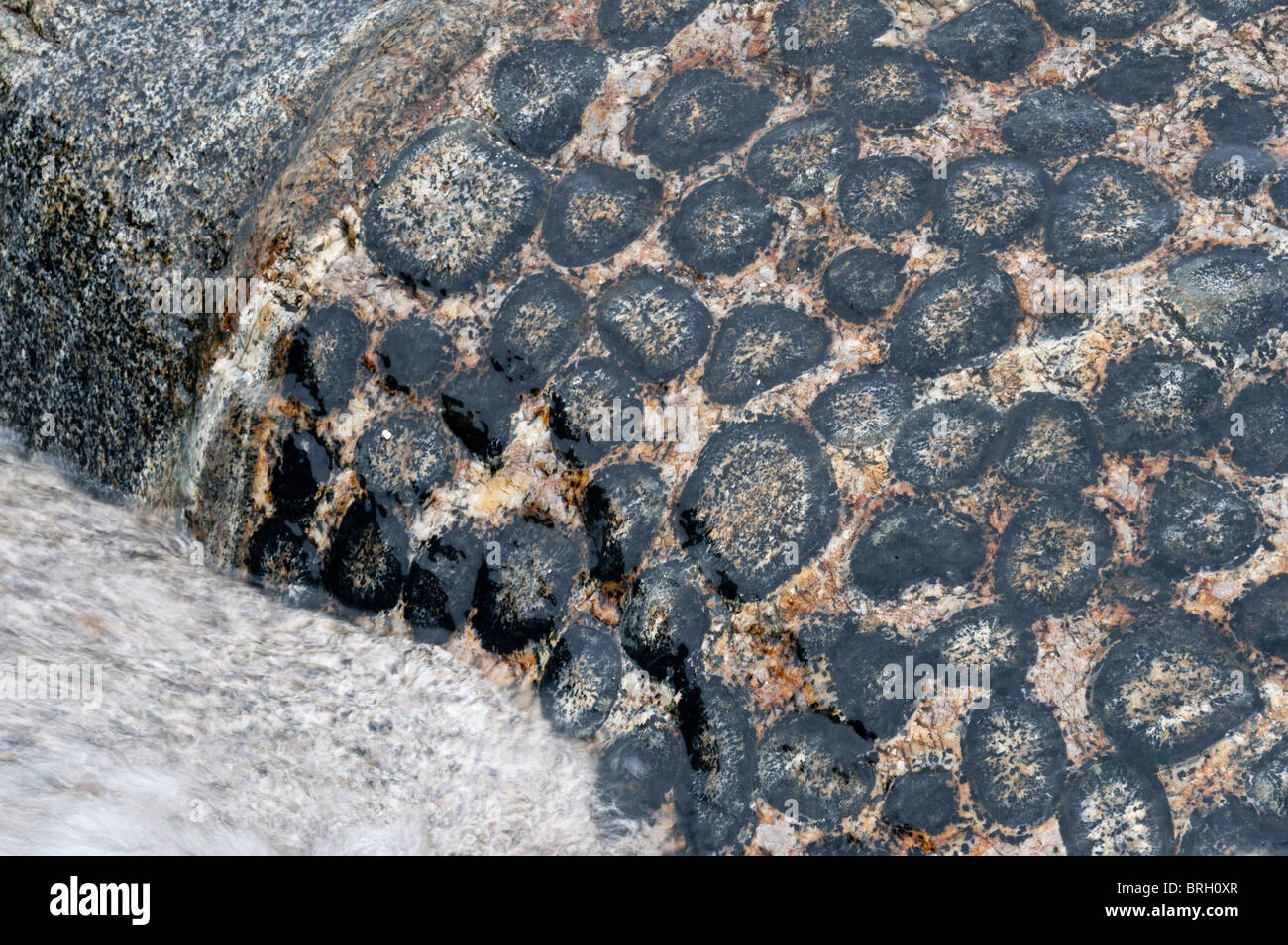 Close-up of the orbicular granite rock washed by Waves of Pacific Ocean ...