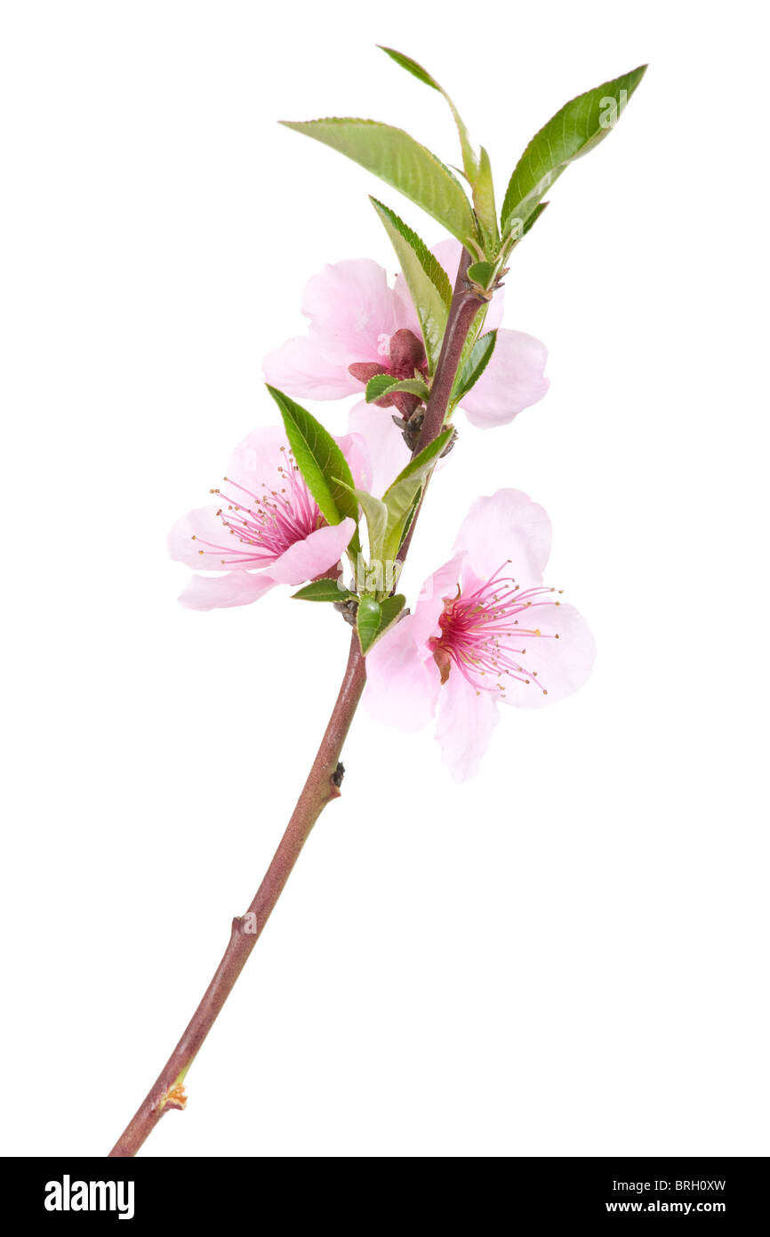 Branch pink leaves design Cut Out Stock Images & Pictures - Alamy