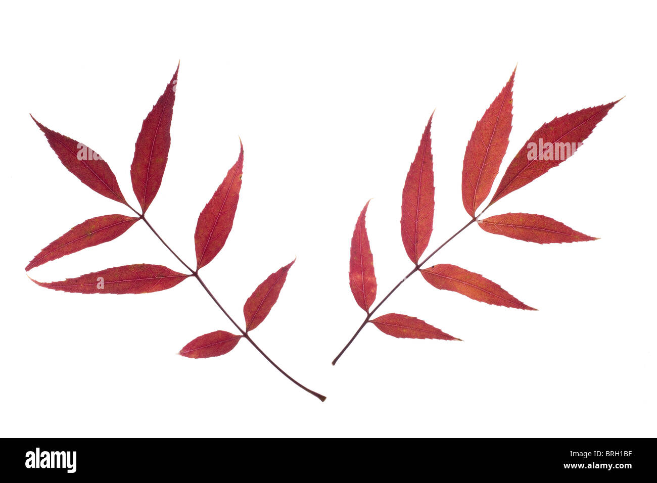 White ash leaf hi-res stock photography and images - Alamy