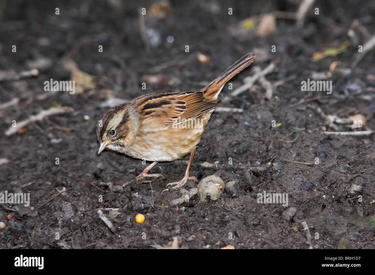 Swamp sparrow hi-res stock photography and images - Alamy