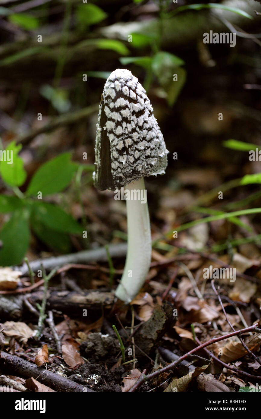 Coprinopsis picacea hi-res stock photography and images - Alamy