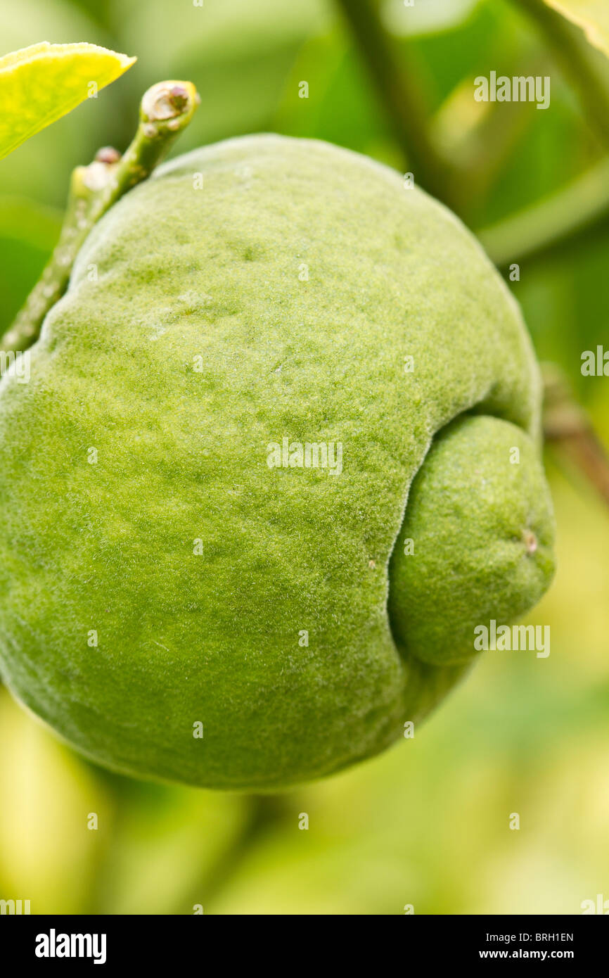 Poncirus trifoliata hi-res stock photography and images - Alamy