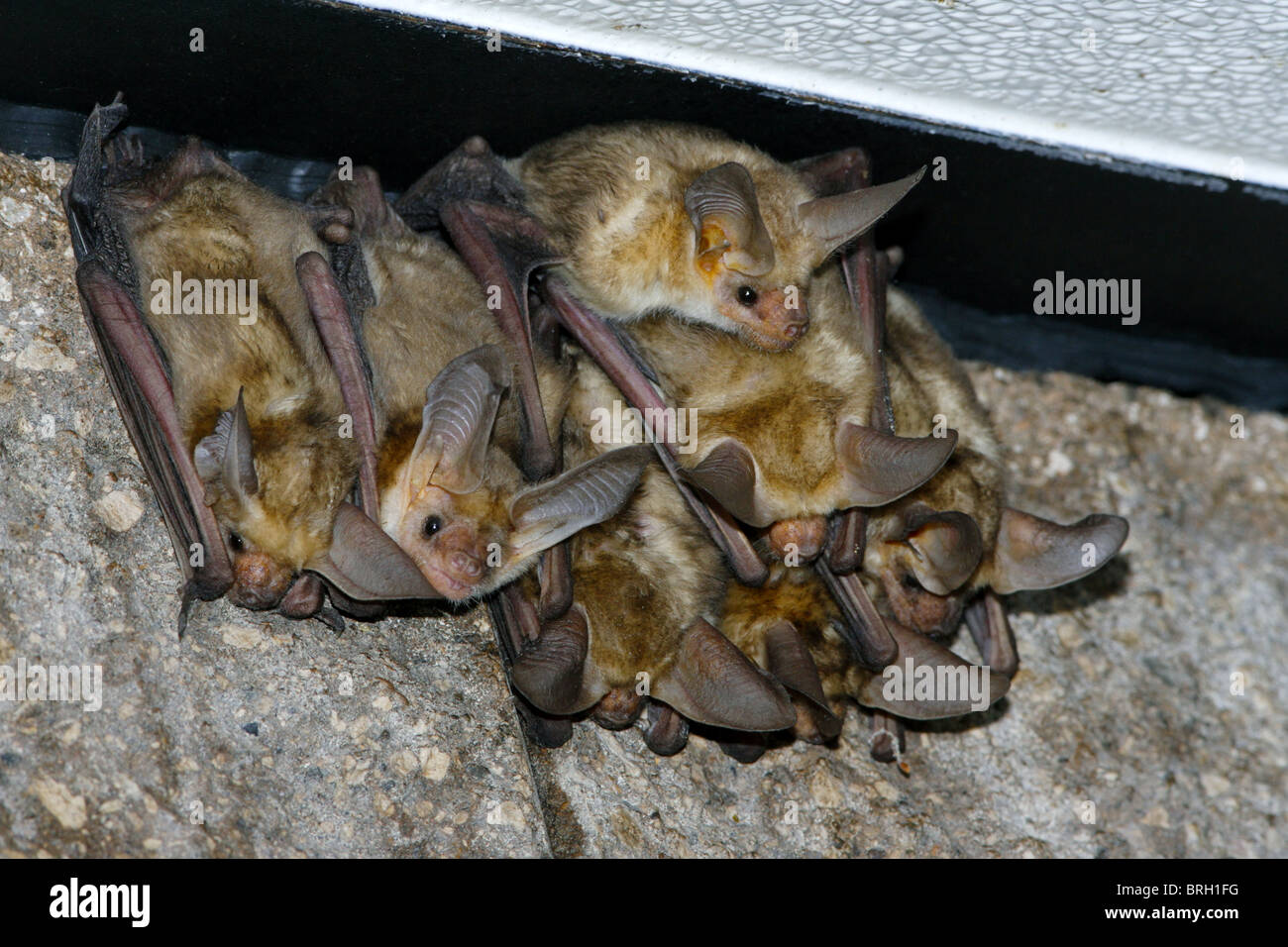 Fruit bats cave hi-res stock photography and images - Alamy