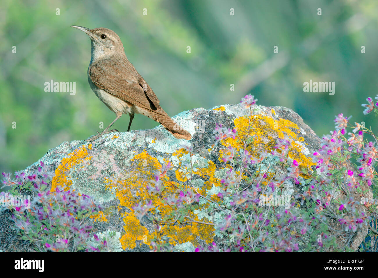 Rock wren hi-res stock photography and images - Alamy