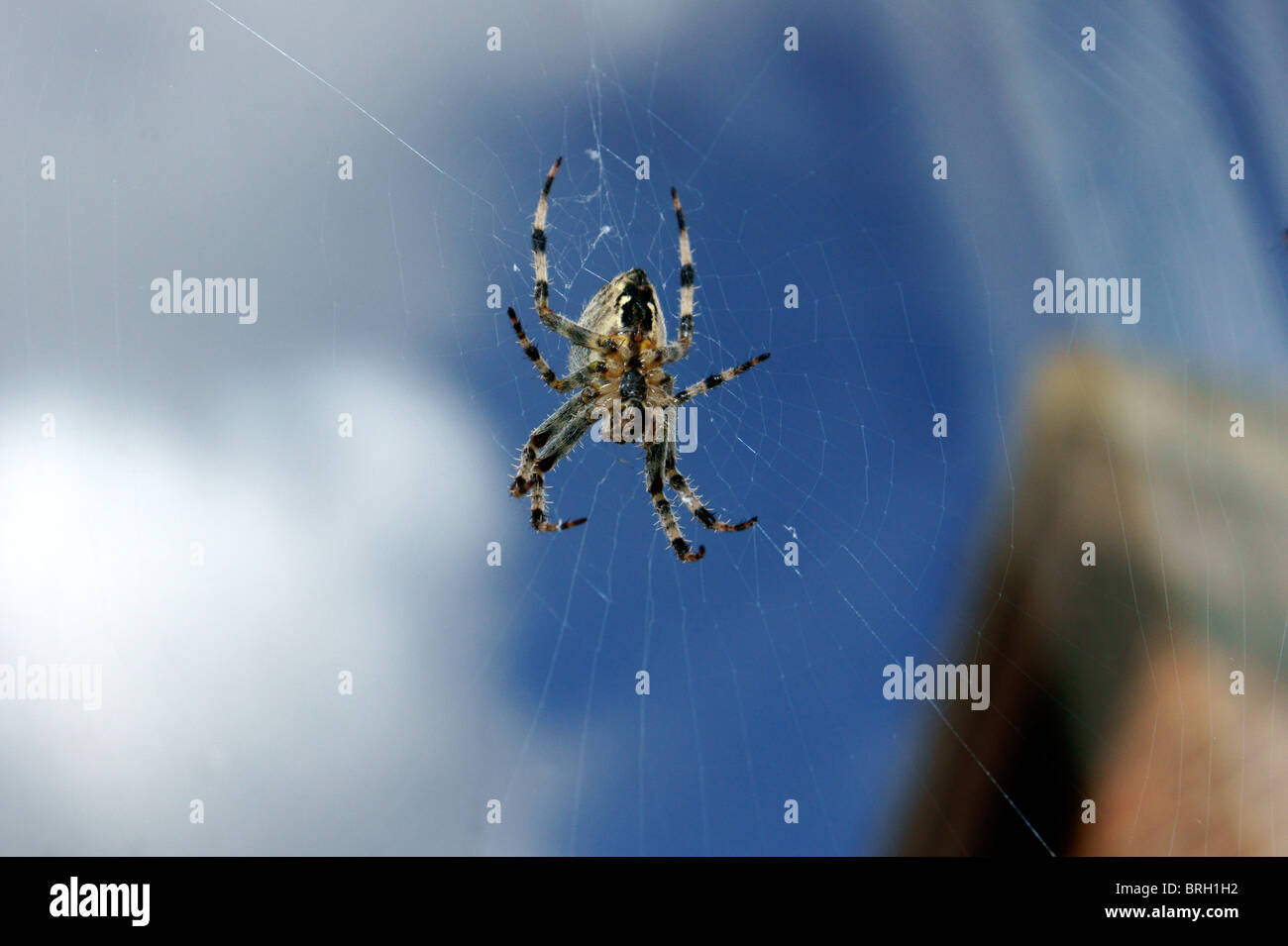 CROSS ORB WEAVING GARDEN SPIDER UNDERVIEW Stock Photo - Alamy