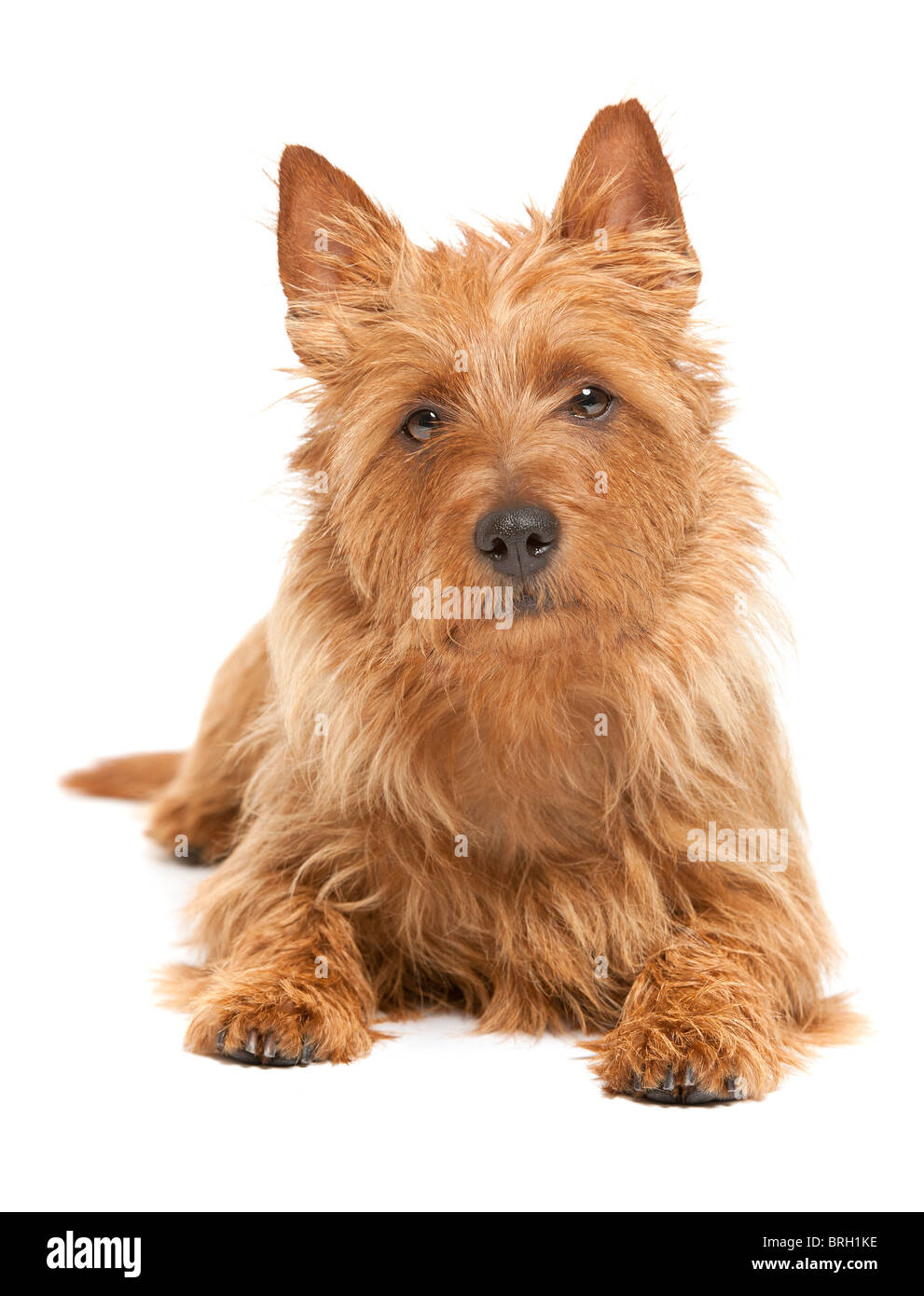 a cute australian terrier on whita background Stock Photo - Alamy