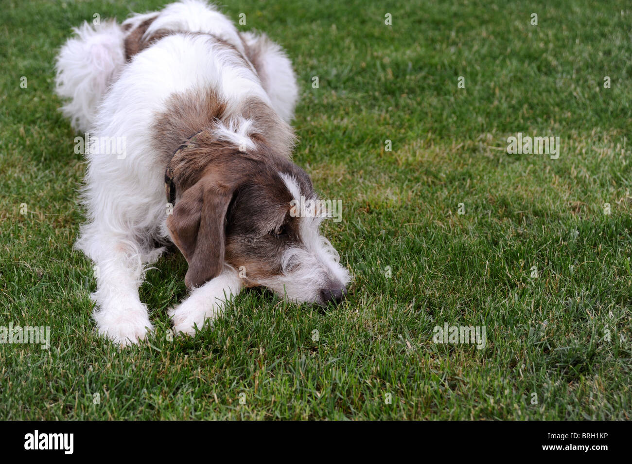 Hound playing with ball in garden Stock Photo - Alamy