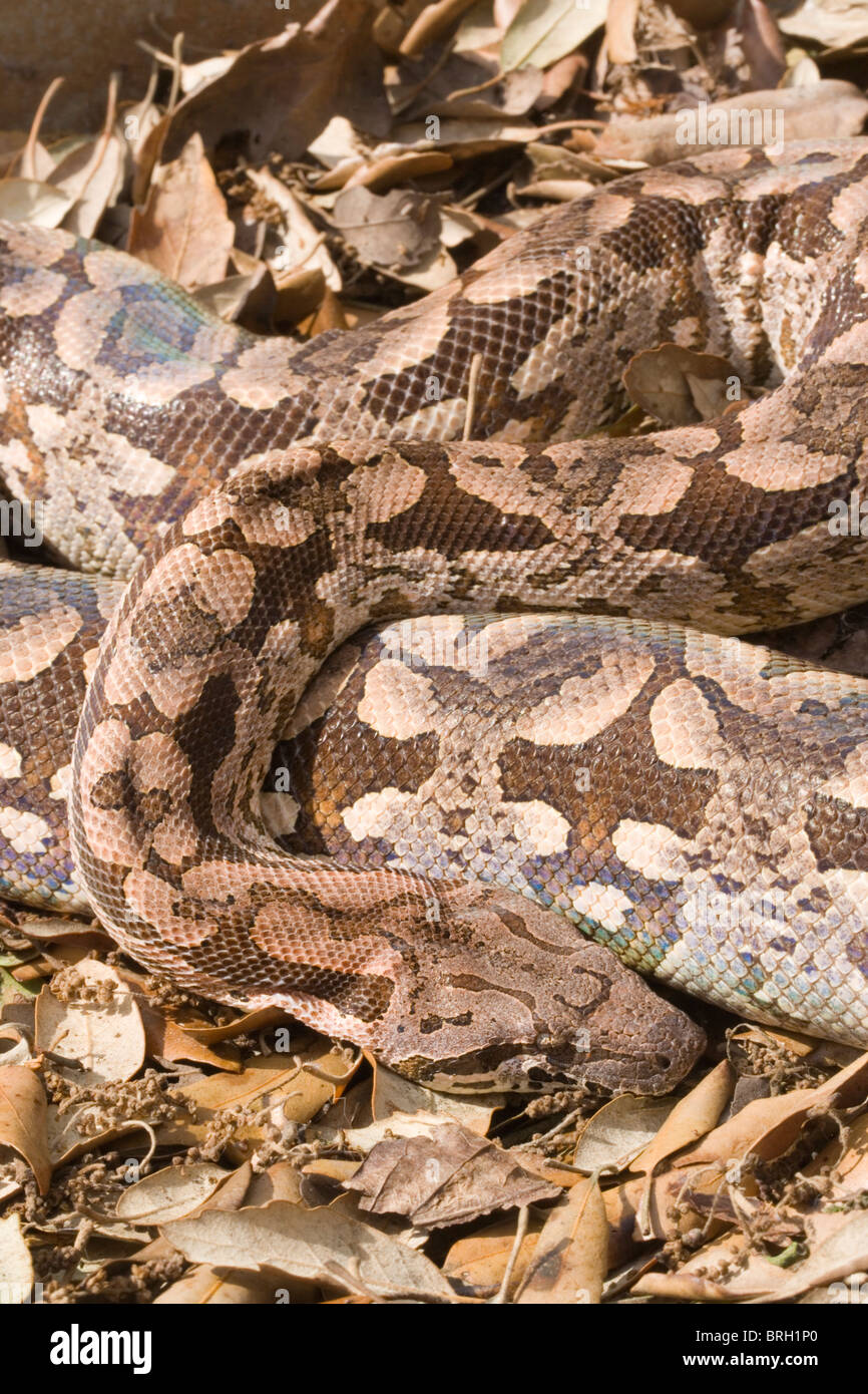 Dumeril's Boa (Boa dumerili). Native to Madagascar. Showing camouflage ...