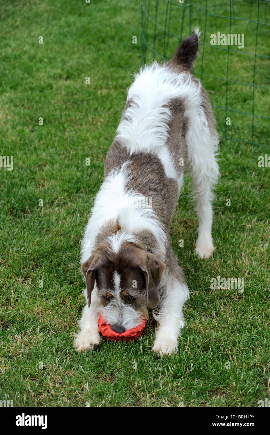 Hound playing with ball in garden Stock Photo - Alamy