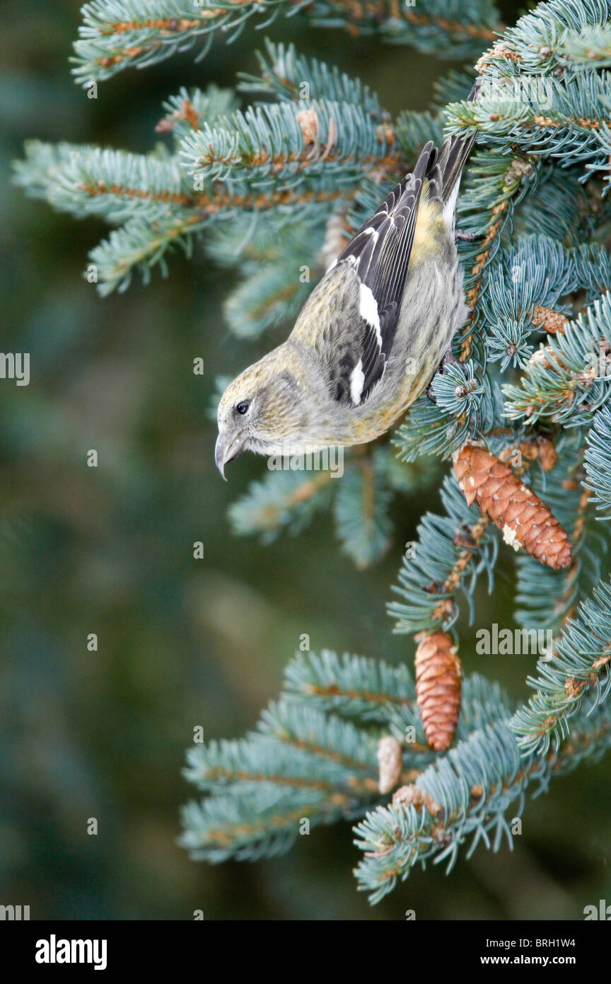 Adult Female White-winged Crossbill Feeding in Pine Tree Stock Photo ...