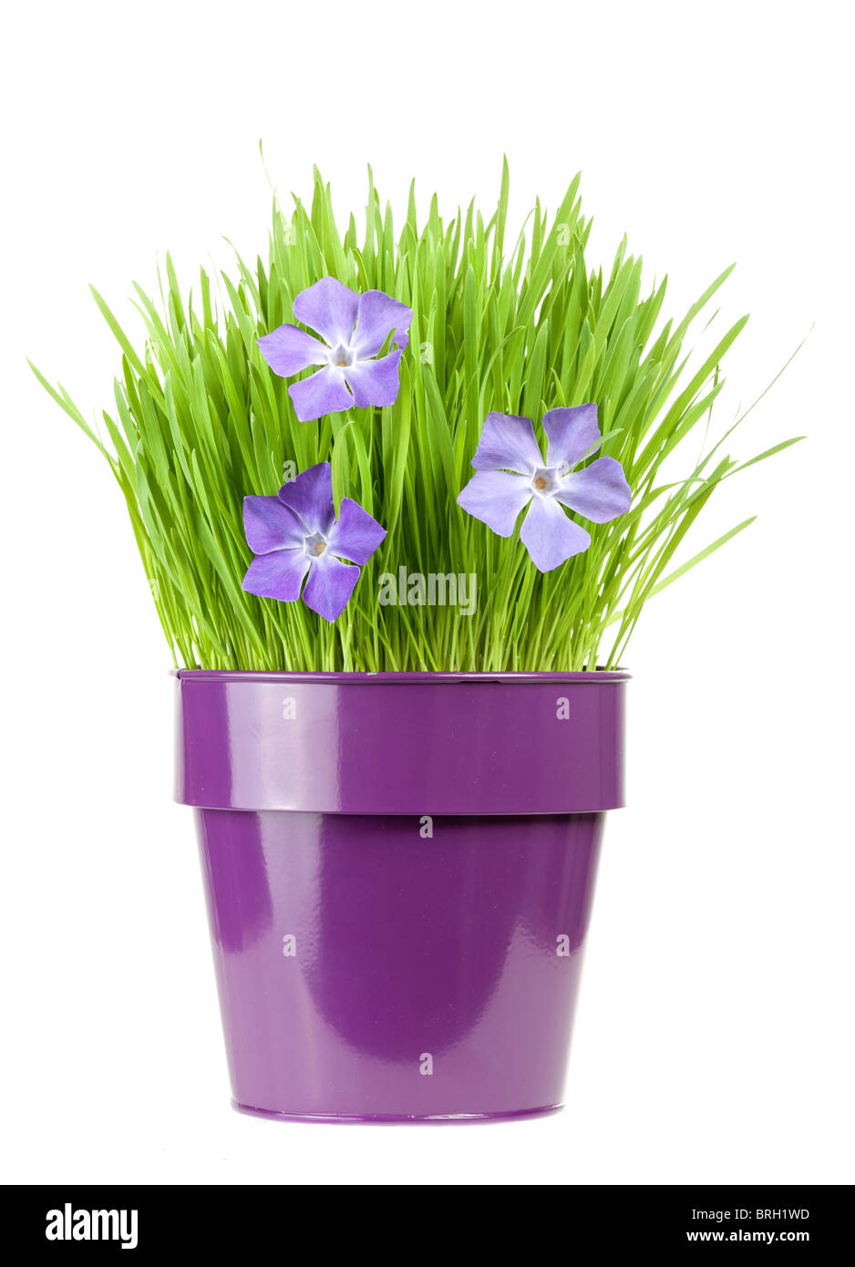 Periwinkle hi-res stock photography and images - Alamy