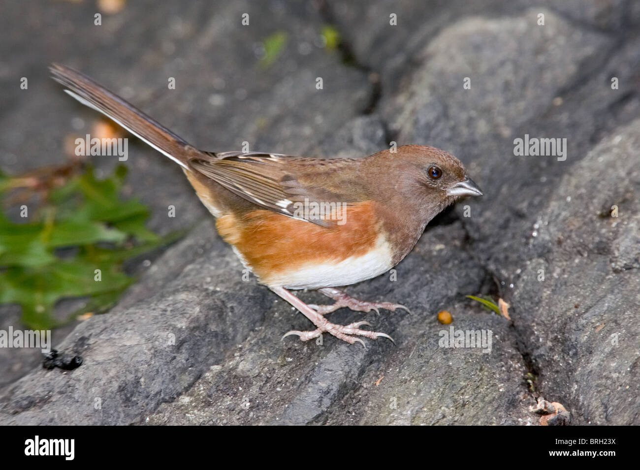 Female eastern towhee hi-res stock photography and images - Alamy