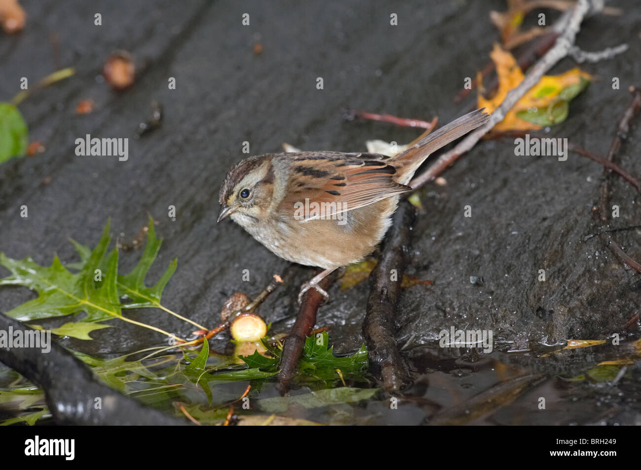 Swamp Sparrow Perched on a Fallen Limb Stock Photo - Alamy