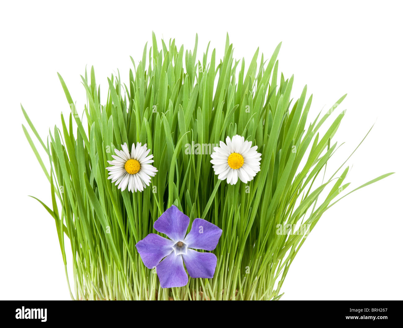 Periwinkle flower hi-res stock photography and images - Alamy