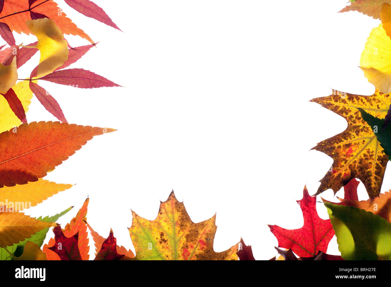 colorful fall leaves frame isolated on white background Stock Photo - Alamy
