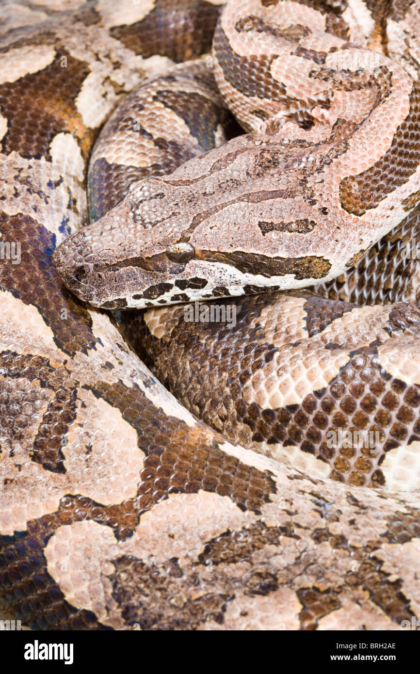 Dumeril's Boa (Boa dumerili). Head. Portrait. Native to Madagascar ...