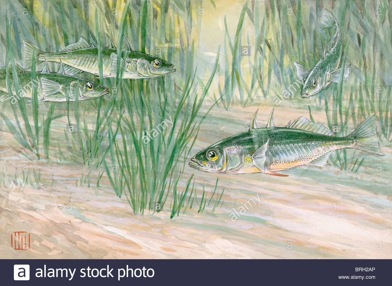 Stickleback Nest Stock Photos & Stickleback Nest Stock Images - Alamy