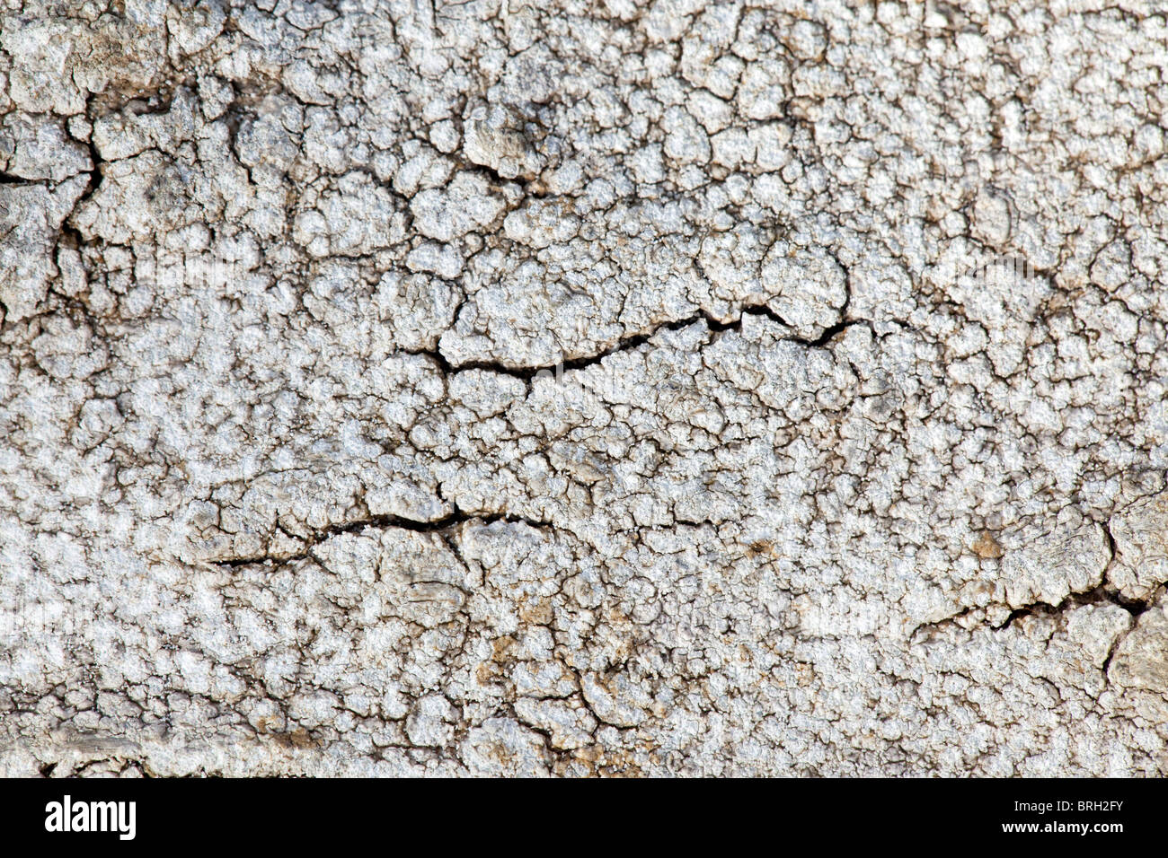 background macro of lichen texture on tree trunk Stock Photo - Alamy