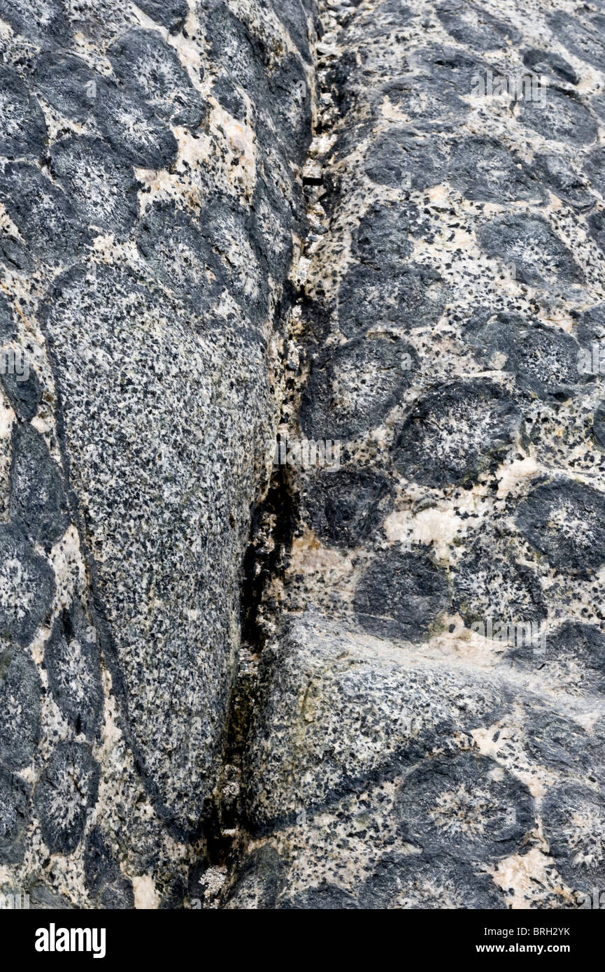 Close-up of the orbicular granite rock in Granito Orbicular Santuario ...