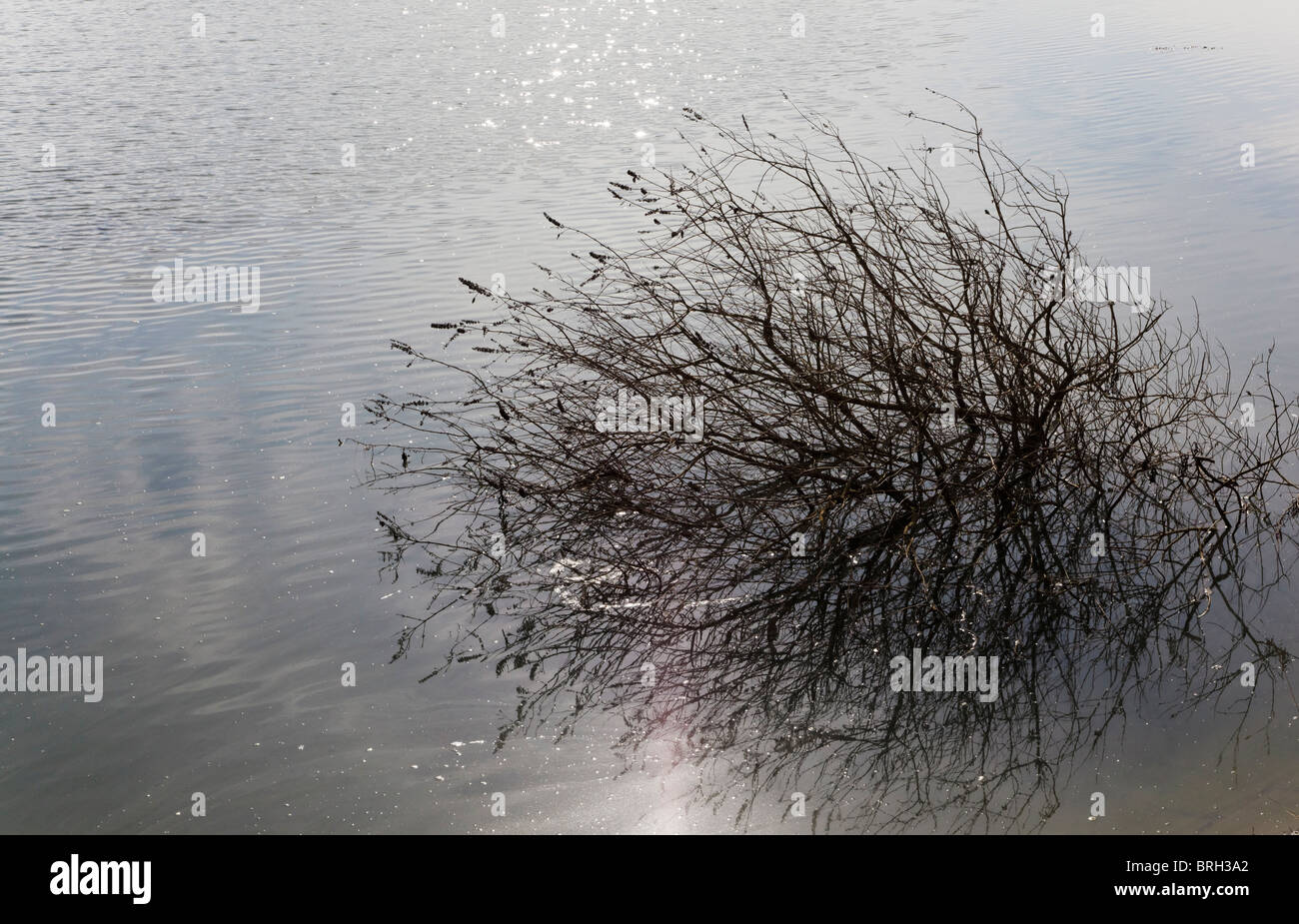 Graphic skeletal Dead bush backlit in the rippling water at Fareham ...