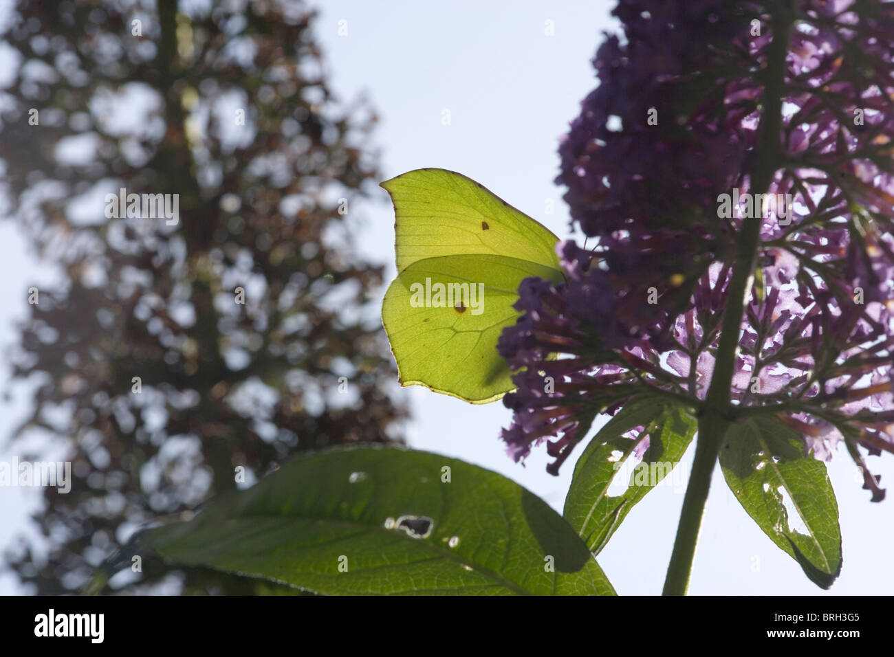 Butterfly shaped leaf hi-res stock photography and images - Alamy