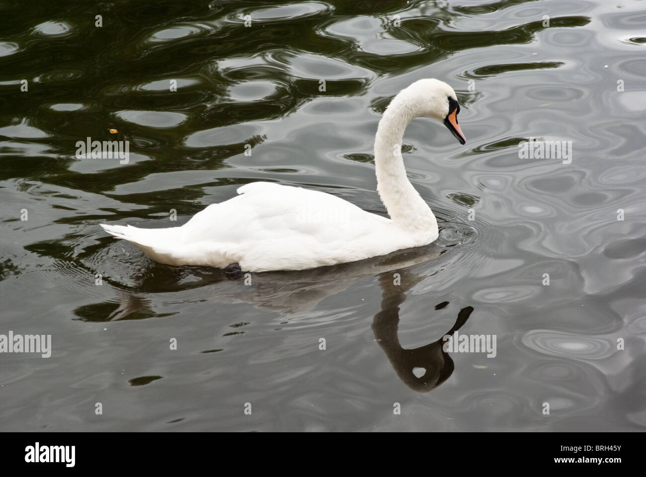 White swan glides on rippling water Stock Photo - Alamy