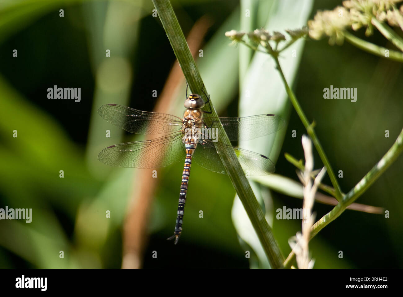 Brown stem with dragonfly hi-res stock photography and images - Alamy