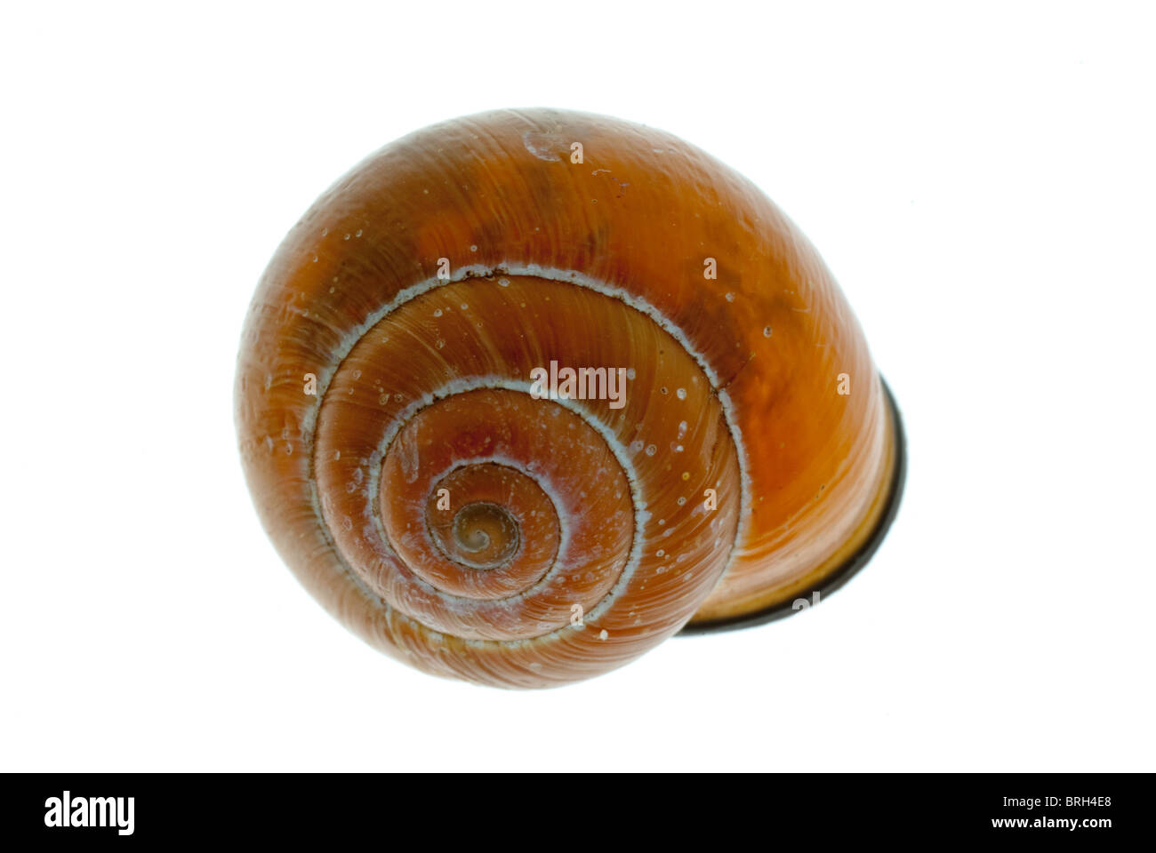 well pitted brown snail shell on white Stock Photo - Alamy