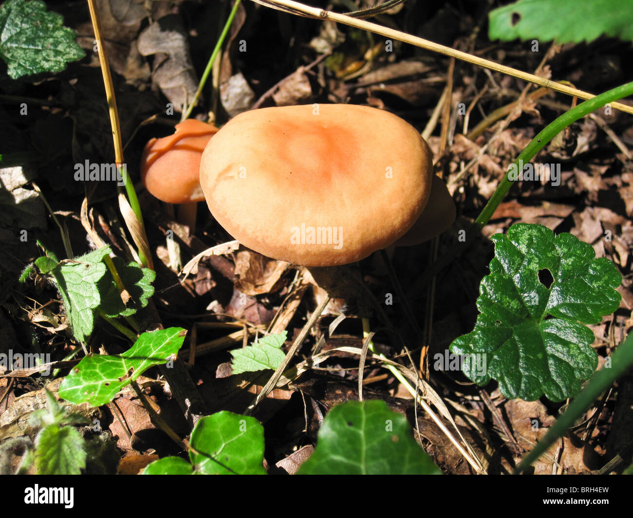 Toadstool in a hedgerow Stock Photo - Alamy