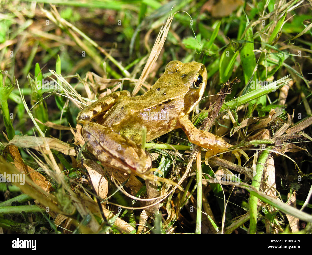 Green frog on river bank Stock Photo - Alamy