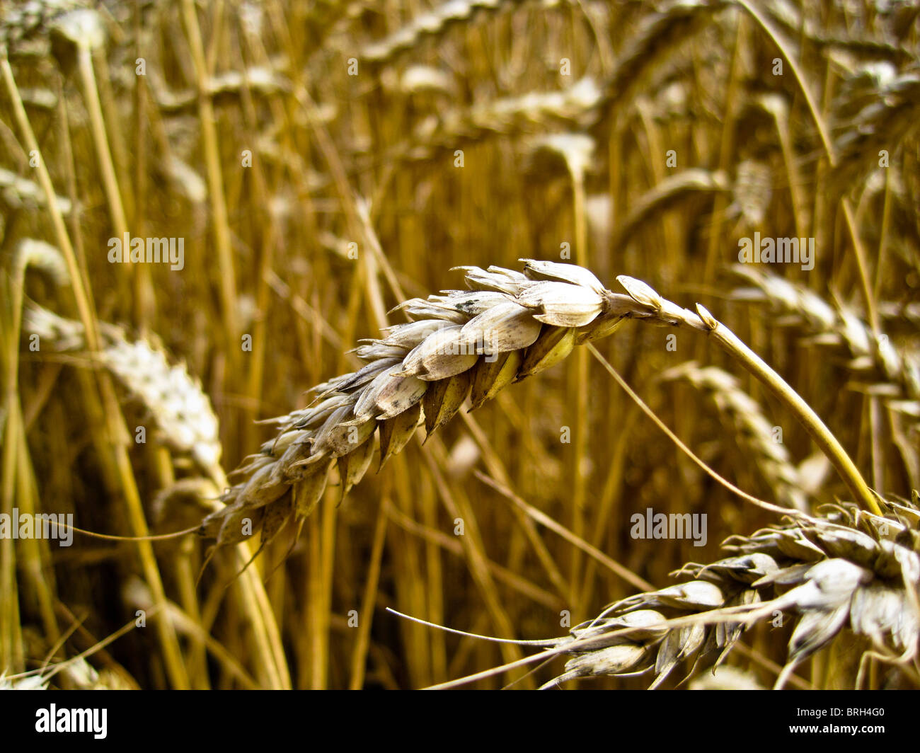 Single head of corn in field ready for harvesting Stock Photo - Alamy