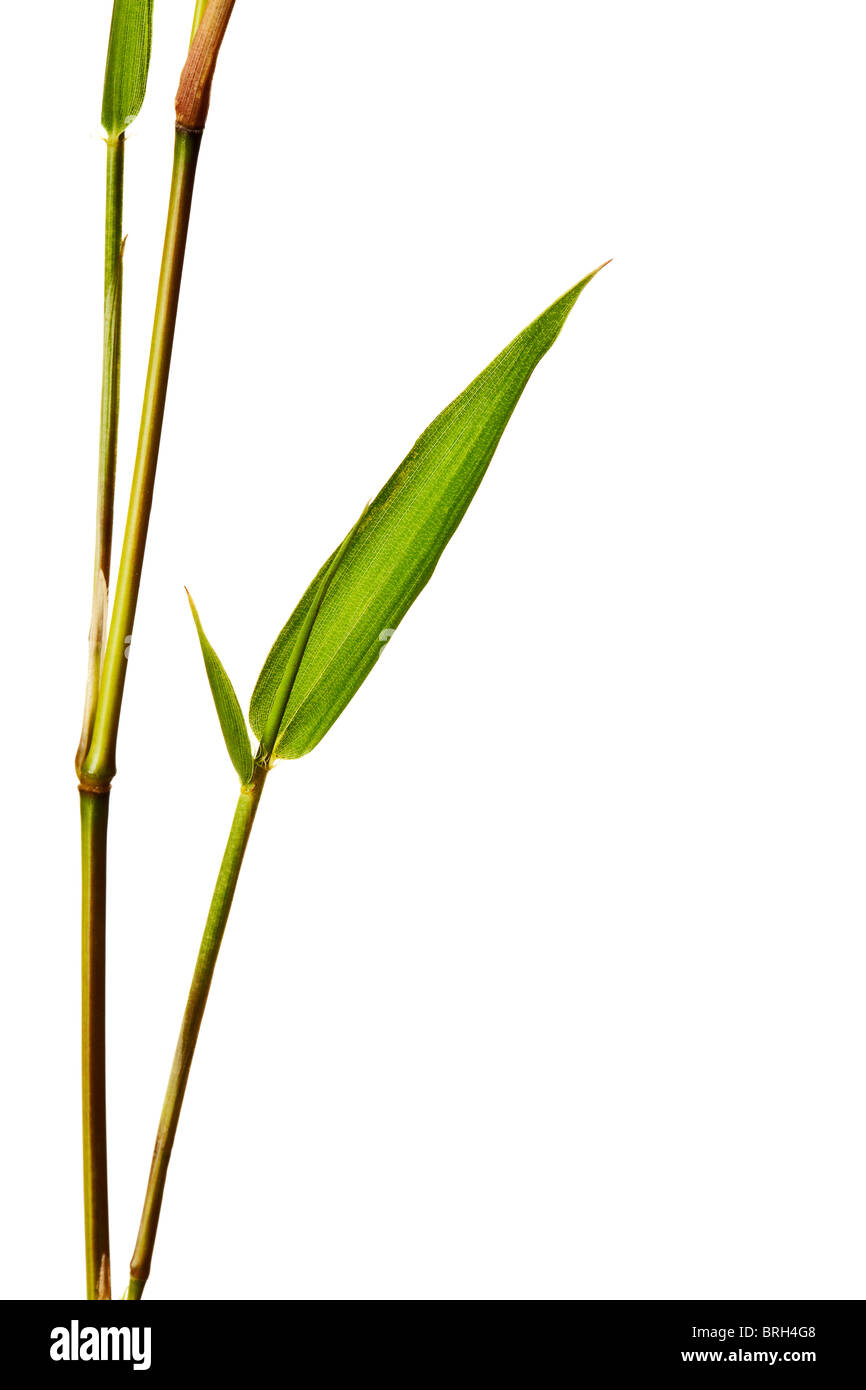Bamboo Isolated on White Background Stock Photo - Alamy