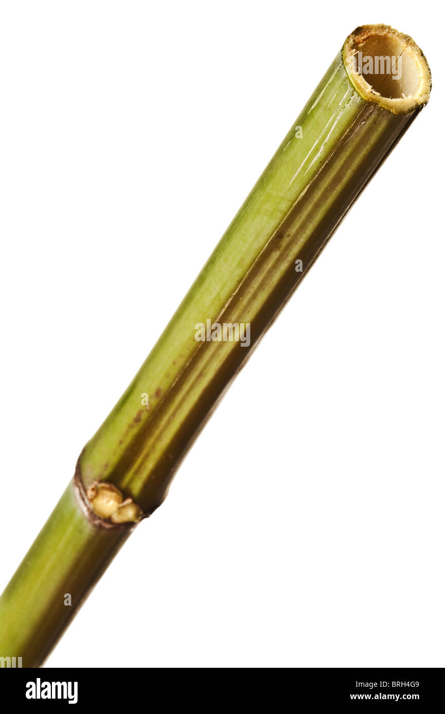Bamboo Isolated on White Background Stock Photo - Alamy