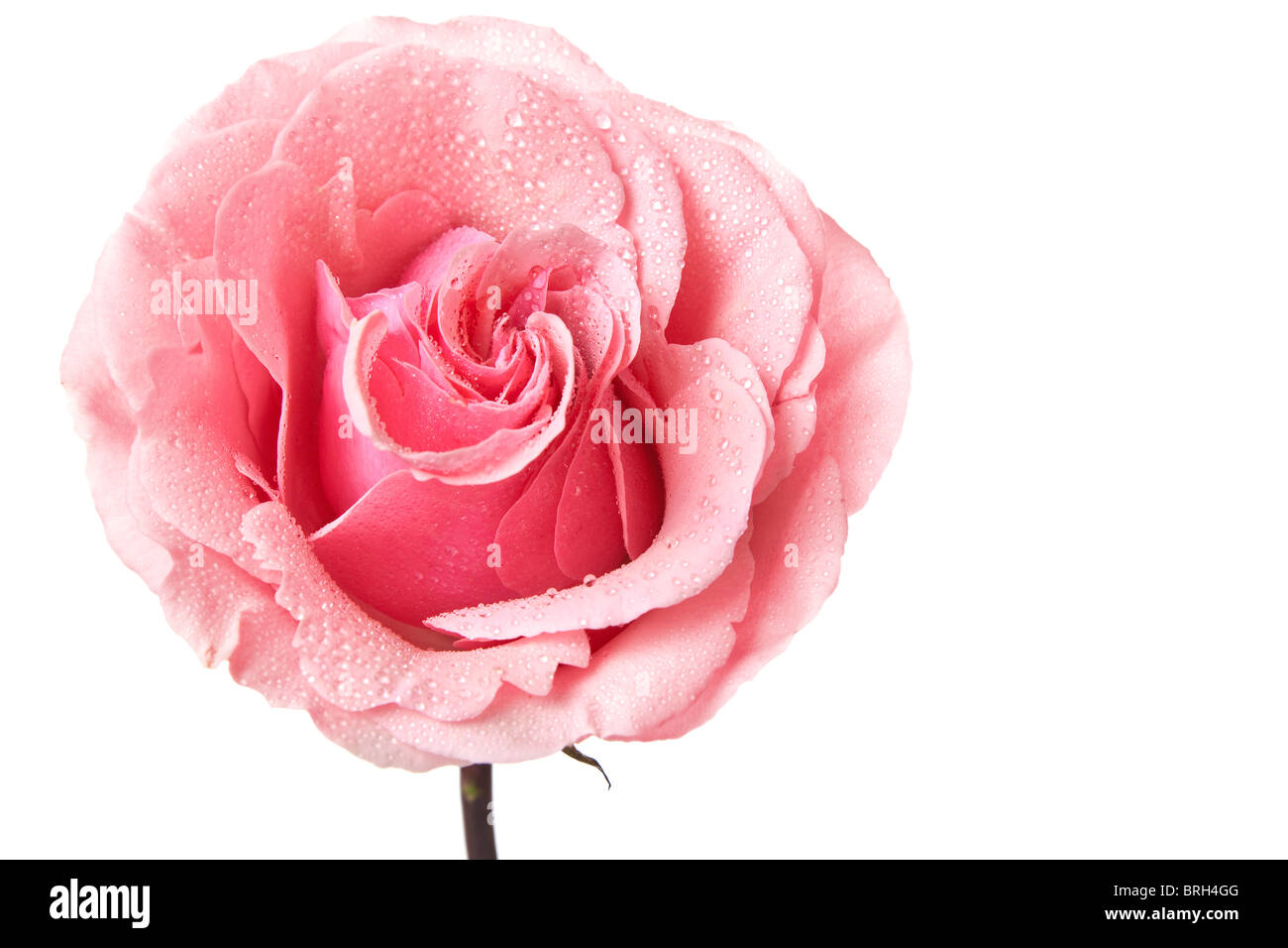 pink rose isolated on a white background Stock Photo - Alamy