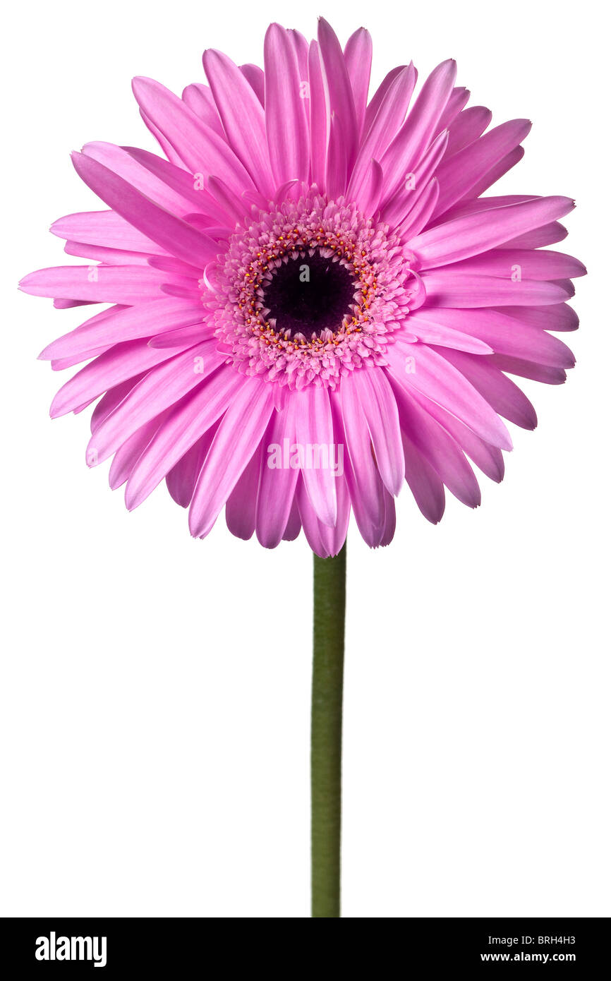 pink daisy isolated on a pure white background Stock Photo - Alamy