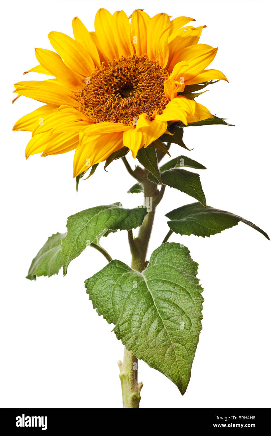 sunflower isolated on a pure white background Stock Photo - Alamy
