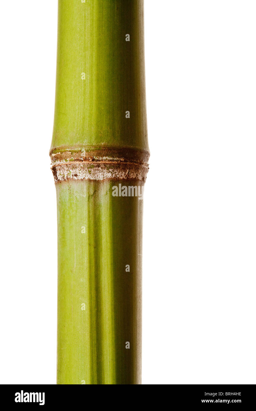 Bamboo Isolated on White Background Stock Photo - Alamy