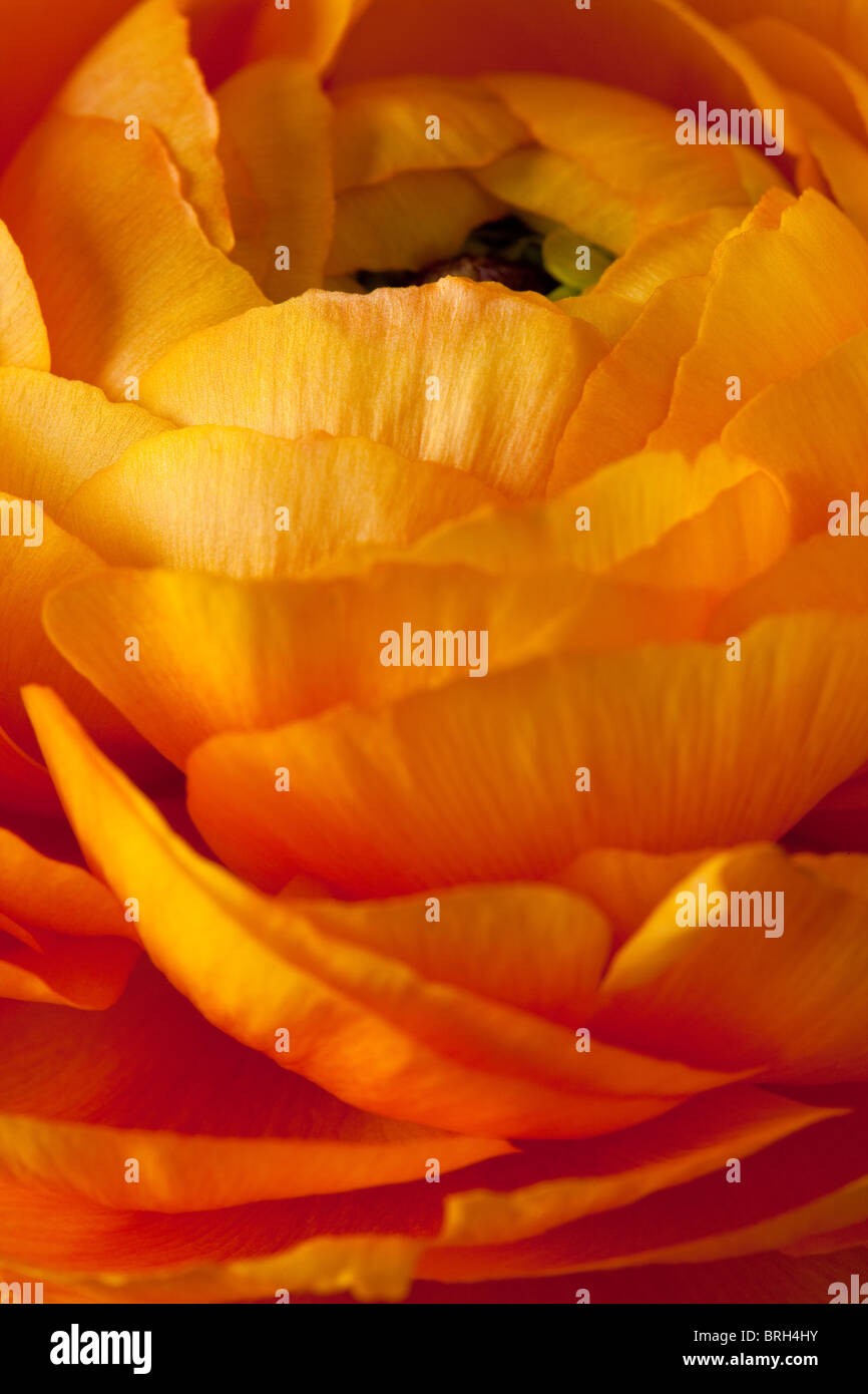 Orange Ranunculus Background Stock Photo - Alamy