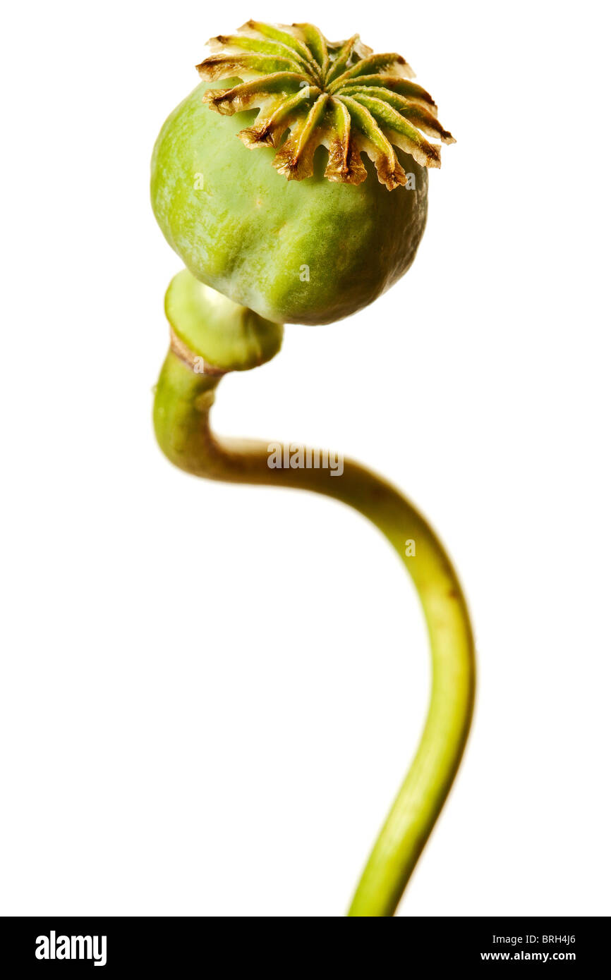 poppy pod isolated on a white background Stock Photo - Alamy